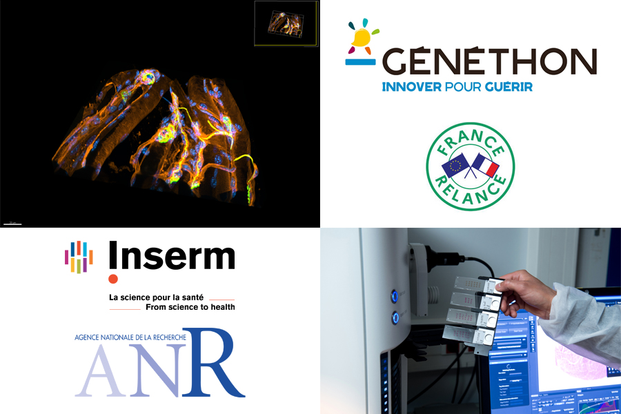 Five post-doctoral positions open at Genethon, a leader in gene therapy ...